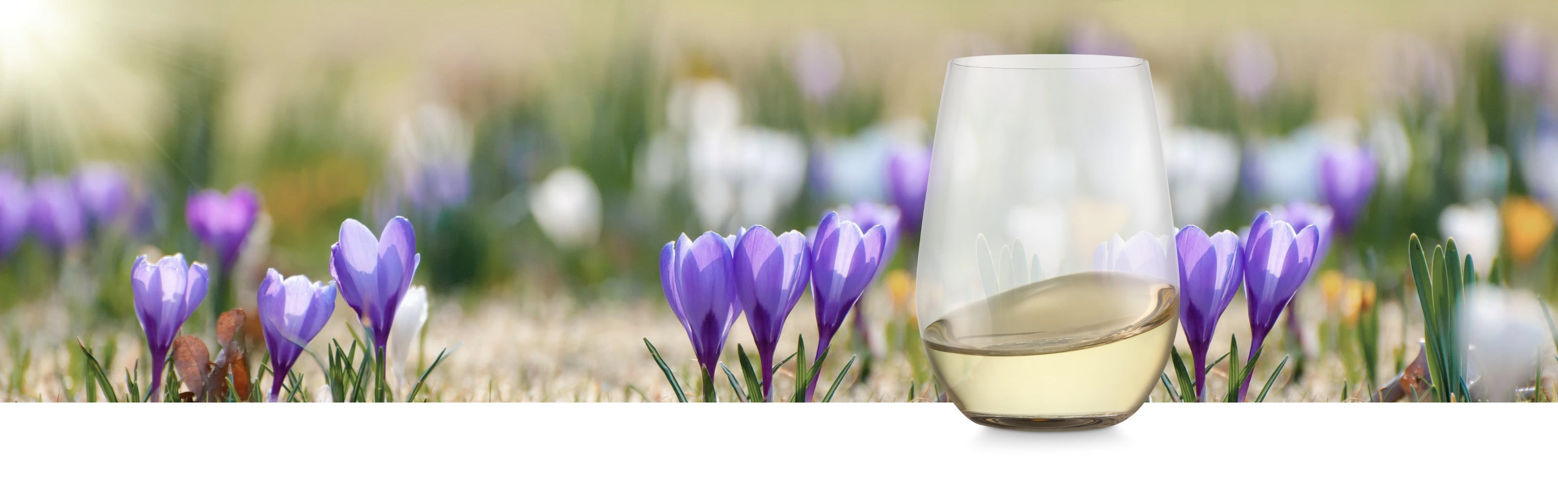 Wein und Weinproben in Berlin – NOER Weinhandel & Weinevents