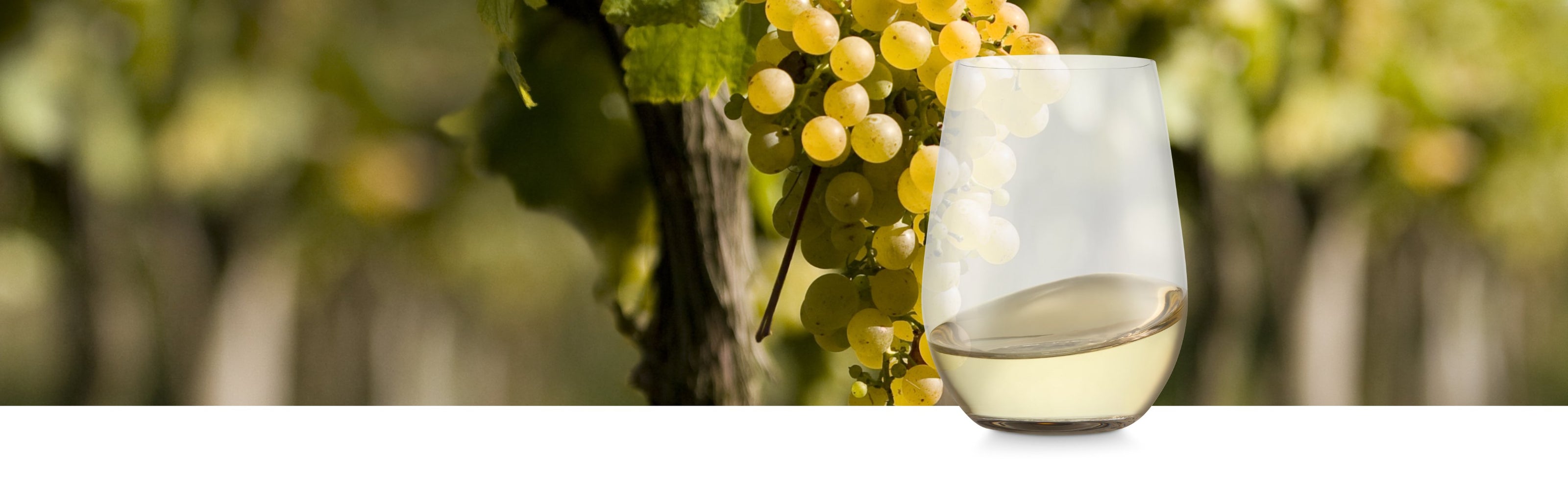 Wein und Weinproben in Berlin – NOER Weinhandel & Weinevents